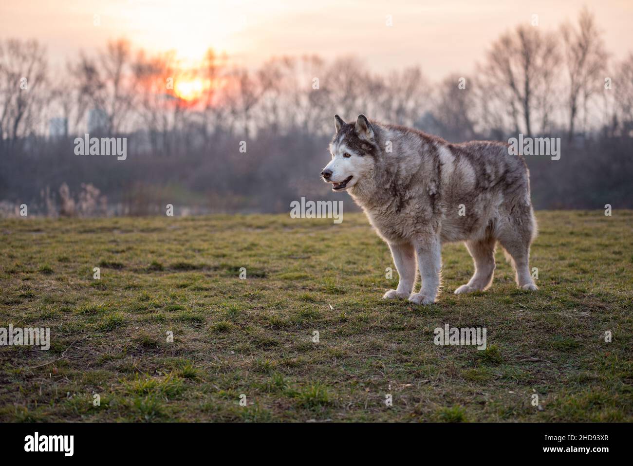 Husky dog senior hi-res stock photography and images - Alamy
