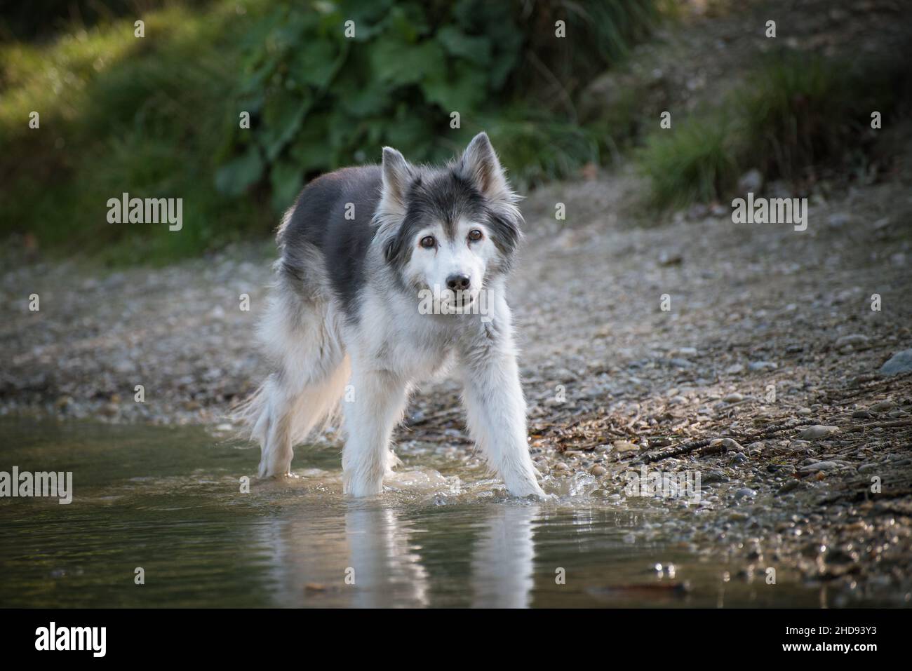 Husky dog senior hi-res stock photography and images - Alamy