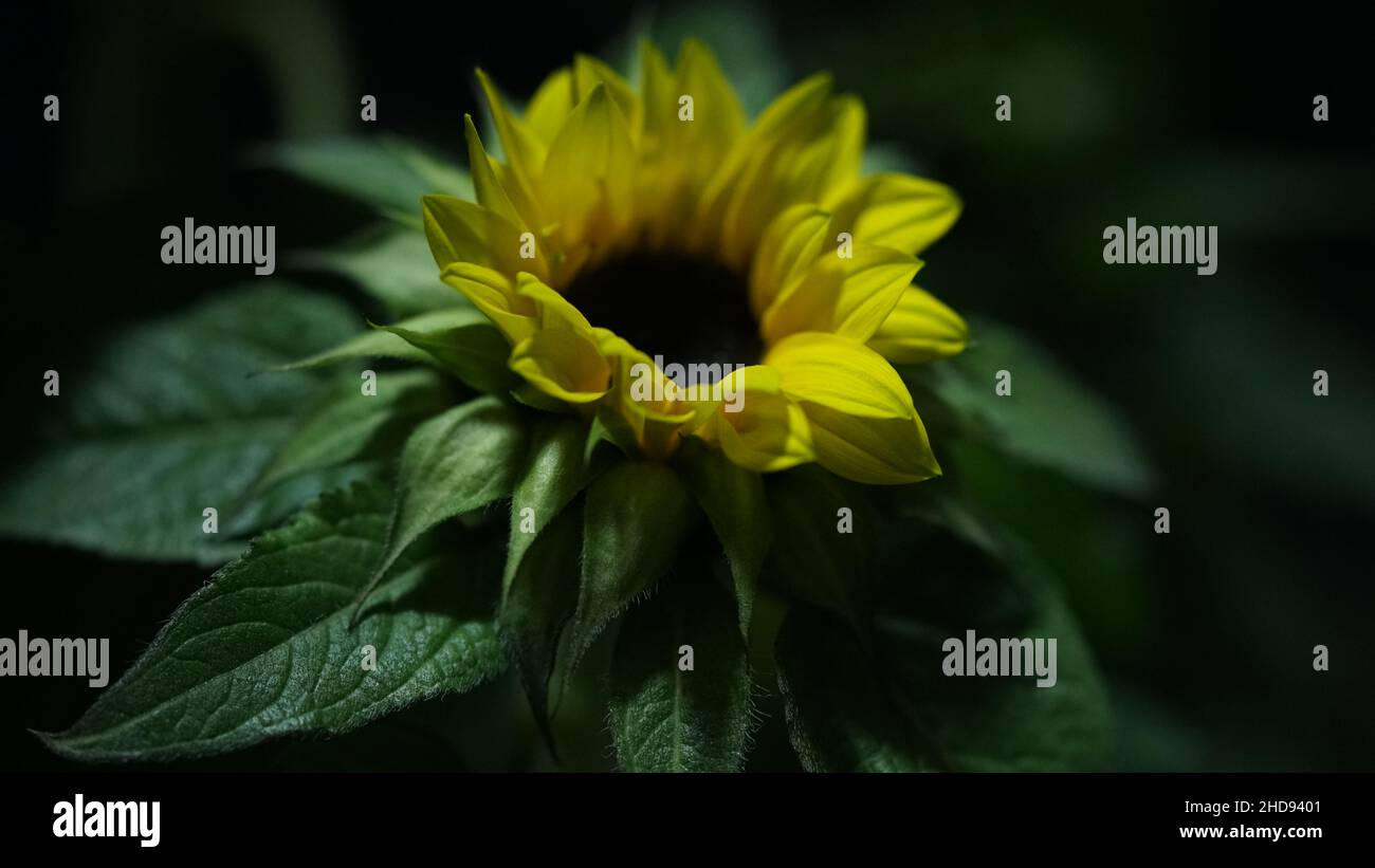 Half open sunflower hi-res stock photography and images - Alamy