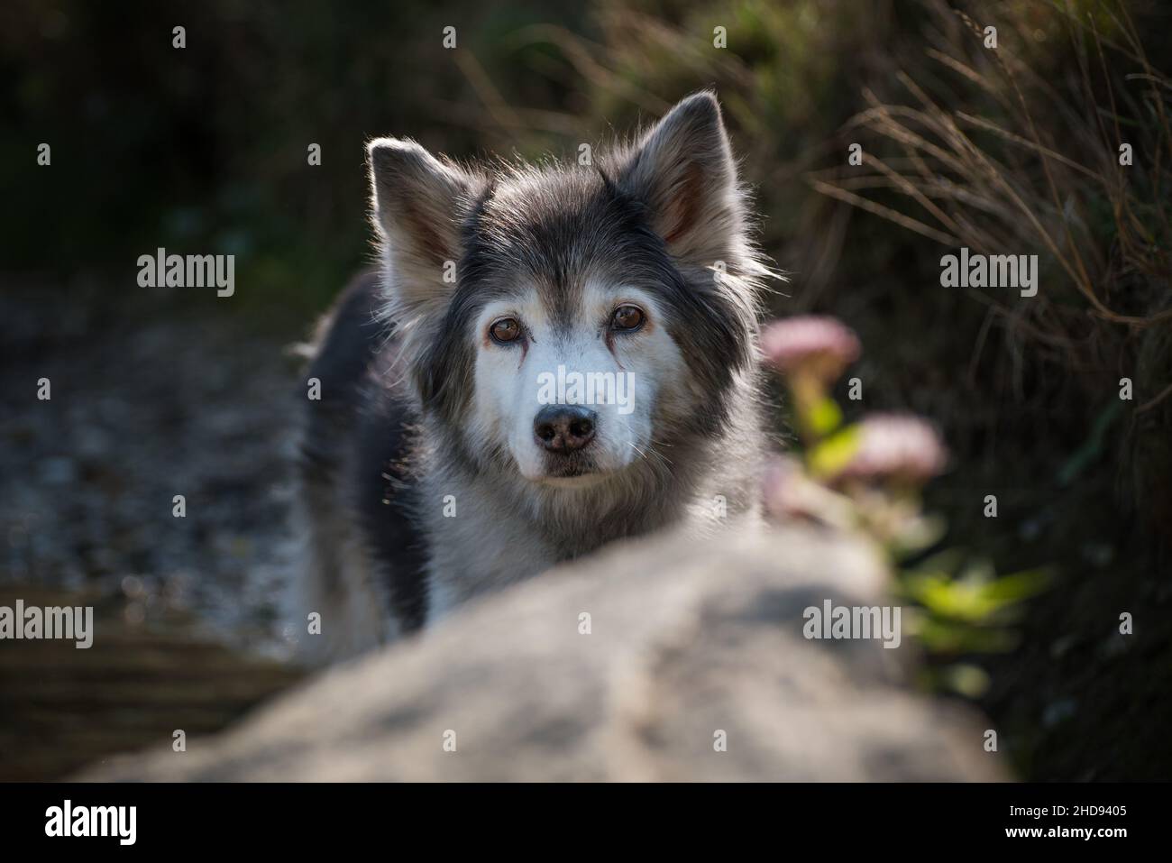Husky dog senior hi-res stock photography and images - Alamy
