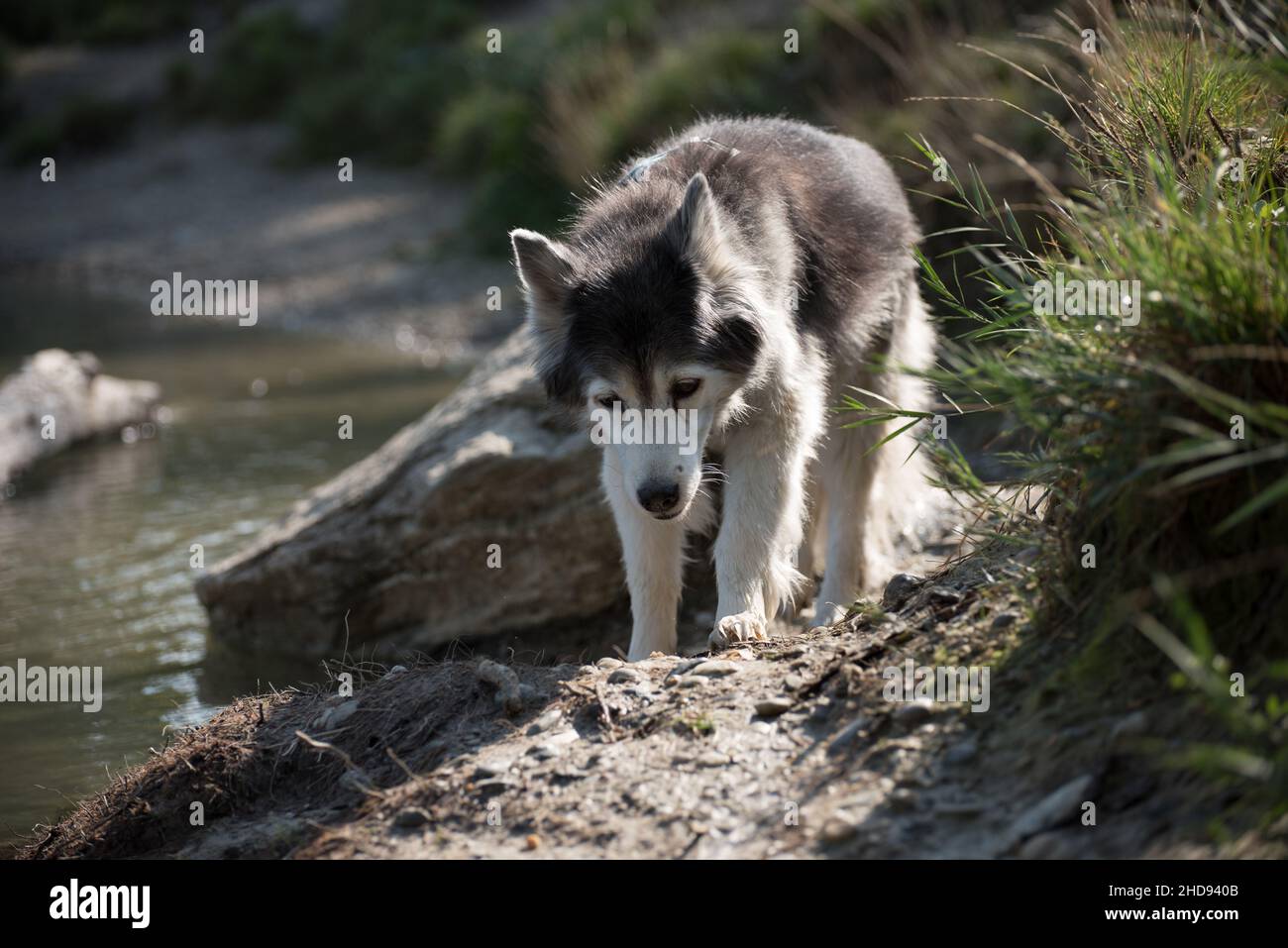 Husky dog senior hi-res stock photography and images - Alamy
