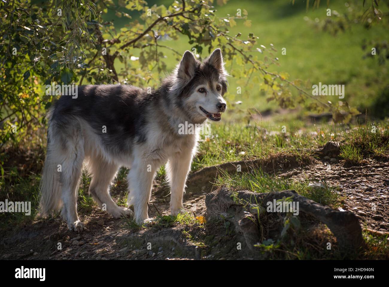Old husky hi-res stock photography and images - Alamy