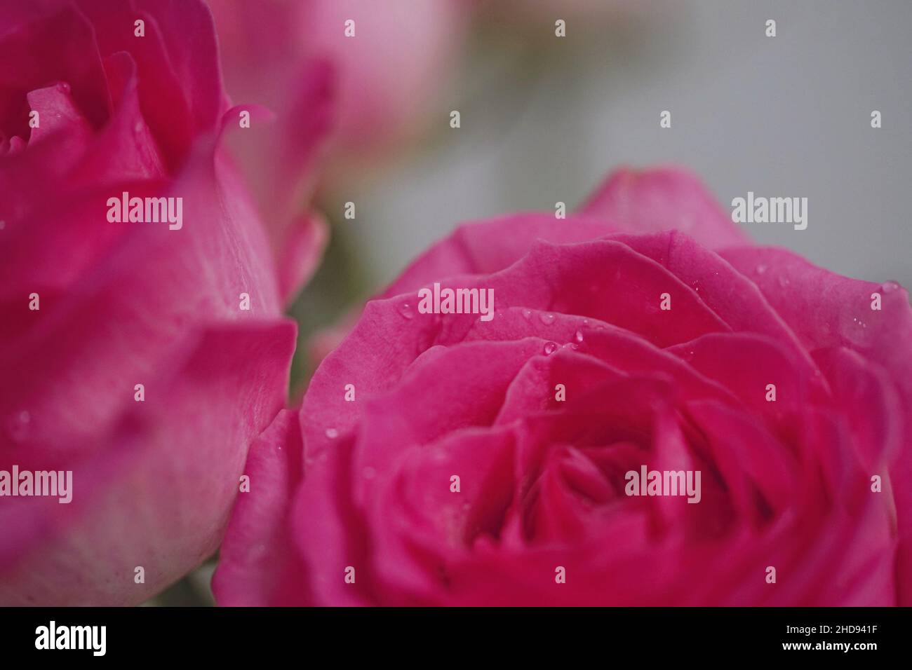 Beautiful bright pink roses hi-res stock photography and images - Alamy