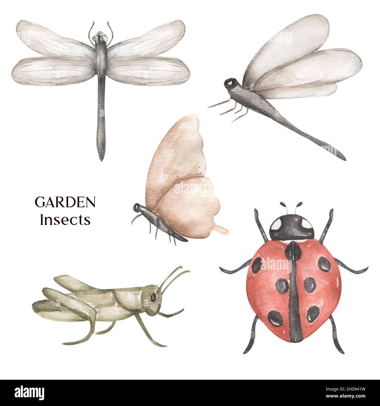 Garden insects Clipart, Watercolor hand drawn ladybug, butterfly ...