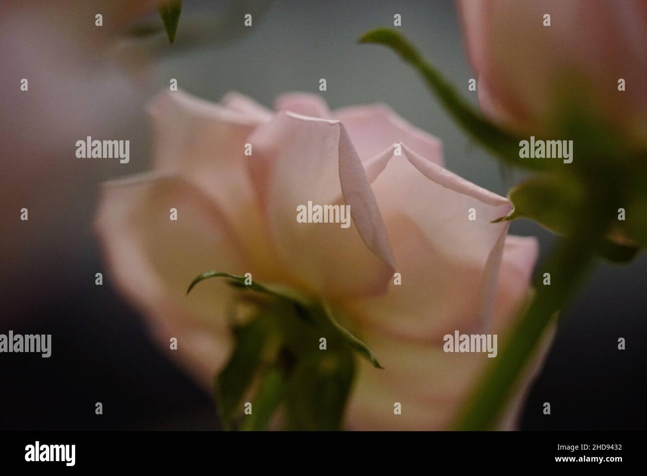 Pinkish vegetation hi-res stock photography and images - Alamy