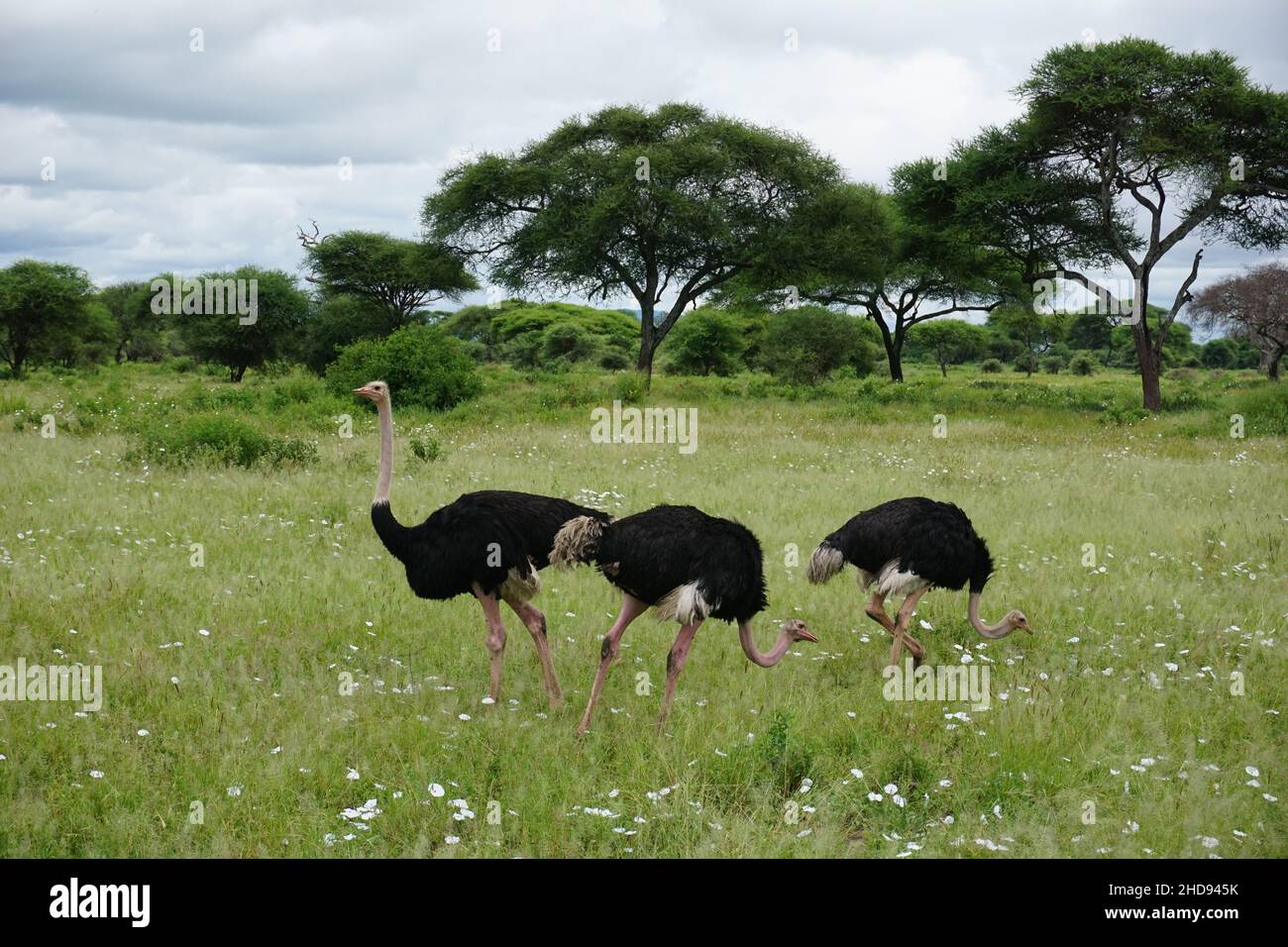 Three ostriches in the Tarangire National Park, Tanzania 2021 Stock ...
