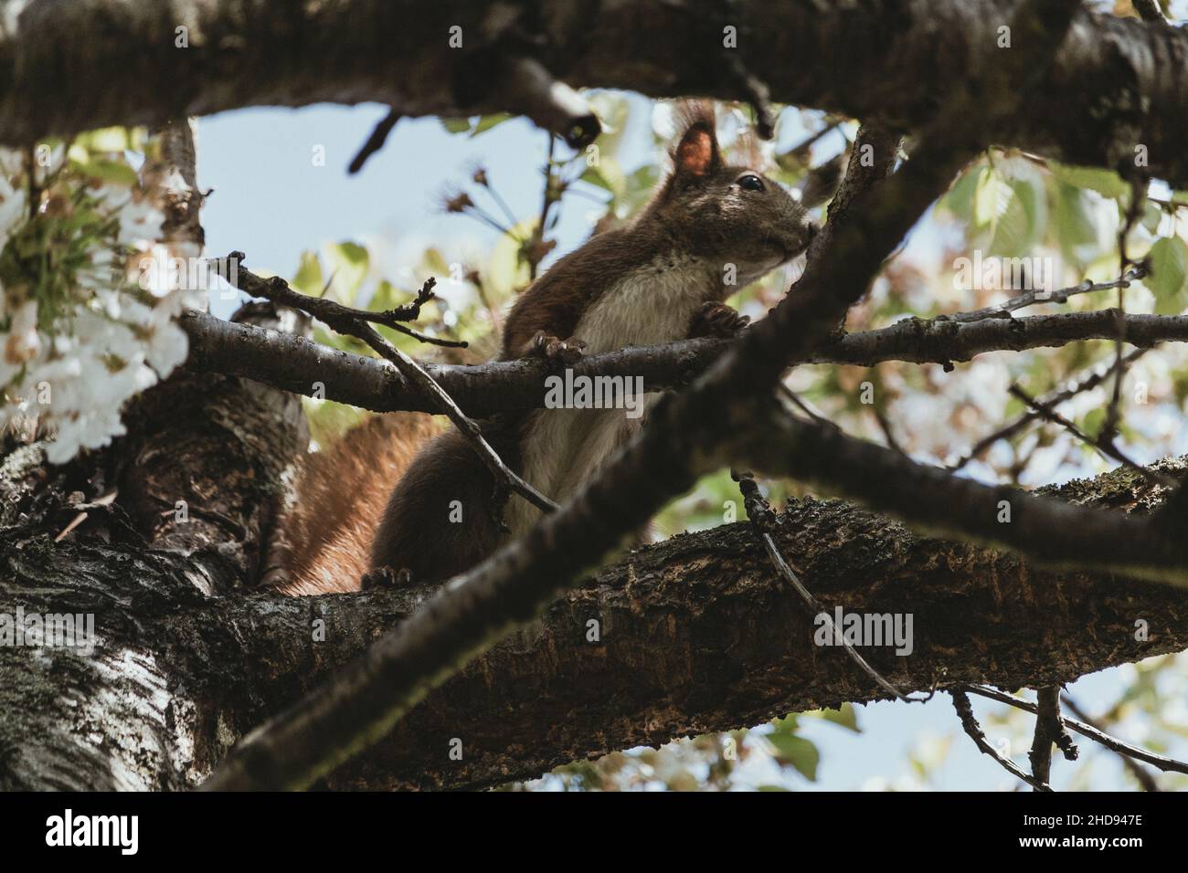 Squirrel hiding in an autumn tree Stock Photo - Alamy