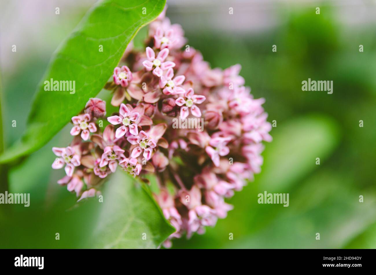 Closeup of Common milkweed growing in a field under the sunlight with a ...