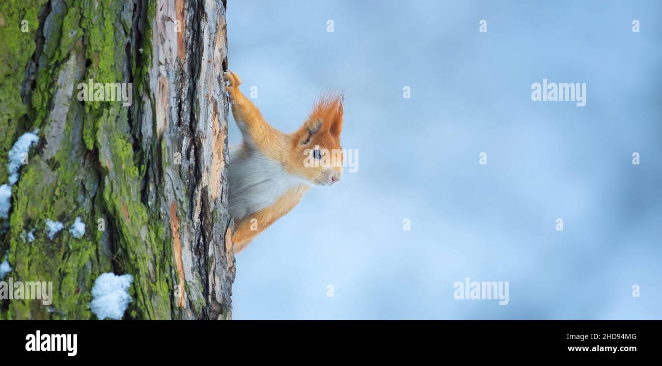 Flying squirrel jumps from tree to tree, the best photo Stock Photo - Alamy