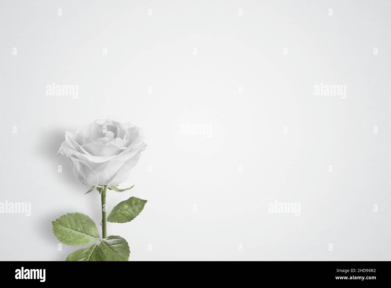 Single White rose on a plain background with copy space Stock Photo - Alamy