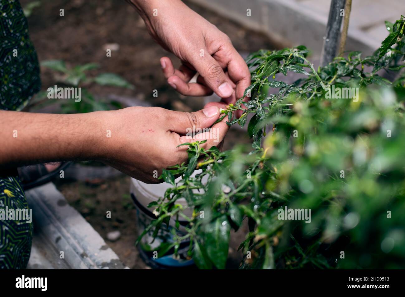 Home farming in the backyard Stock Photo - Alamy