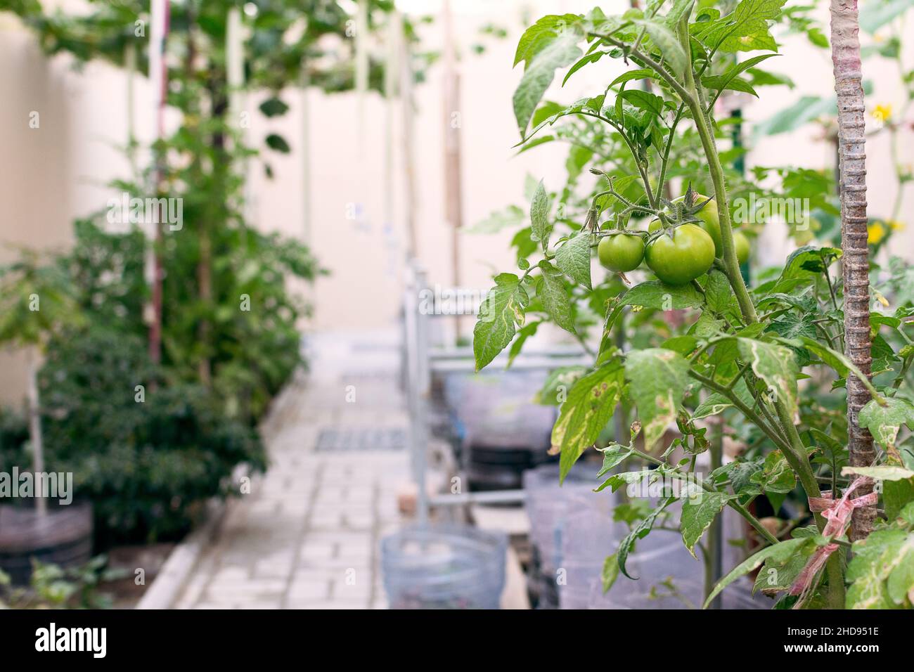 Home farming in the backyard Stock Photo - Alamy