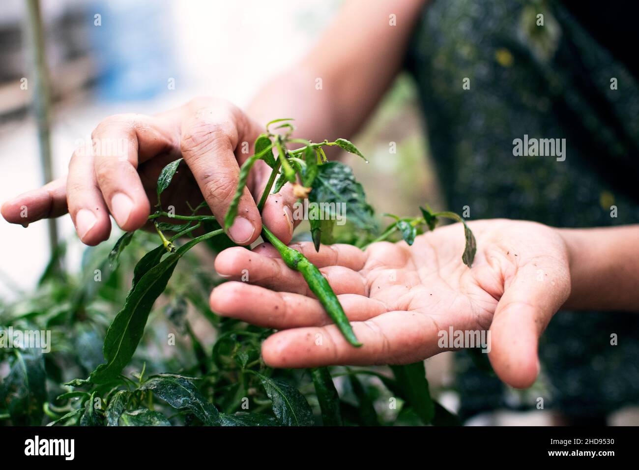 Home farming in the backyard Stock Photo - Alamy