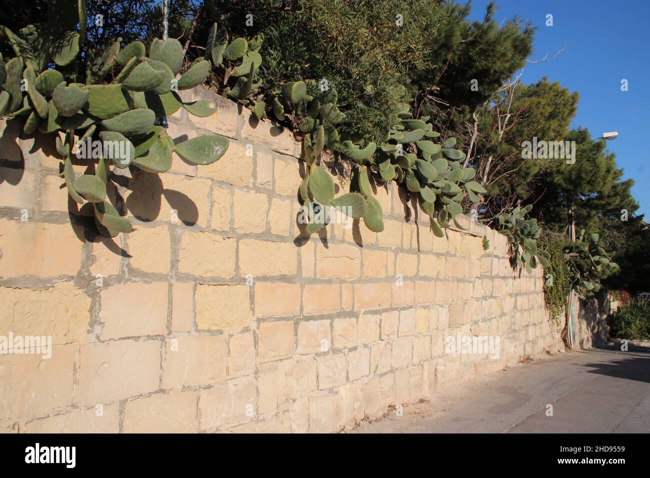 stone wall and cactus in vittoriosa in malta Stock Photo - Alamy