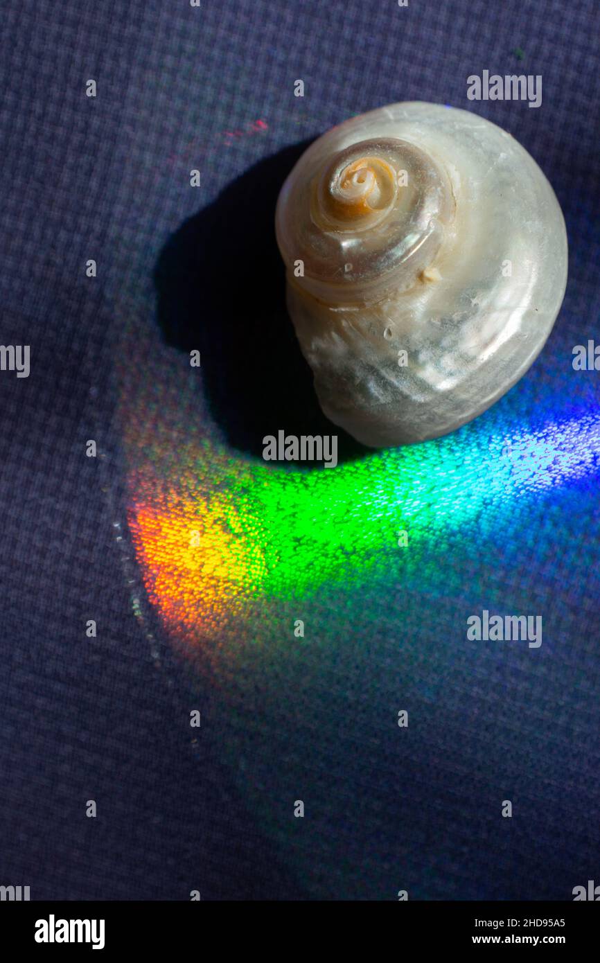 Closeup of a shell on a chrome surface with rainbow color reflection ...