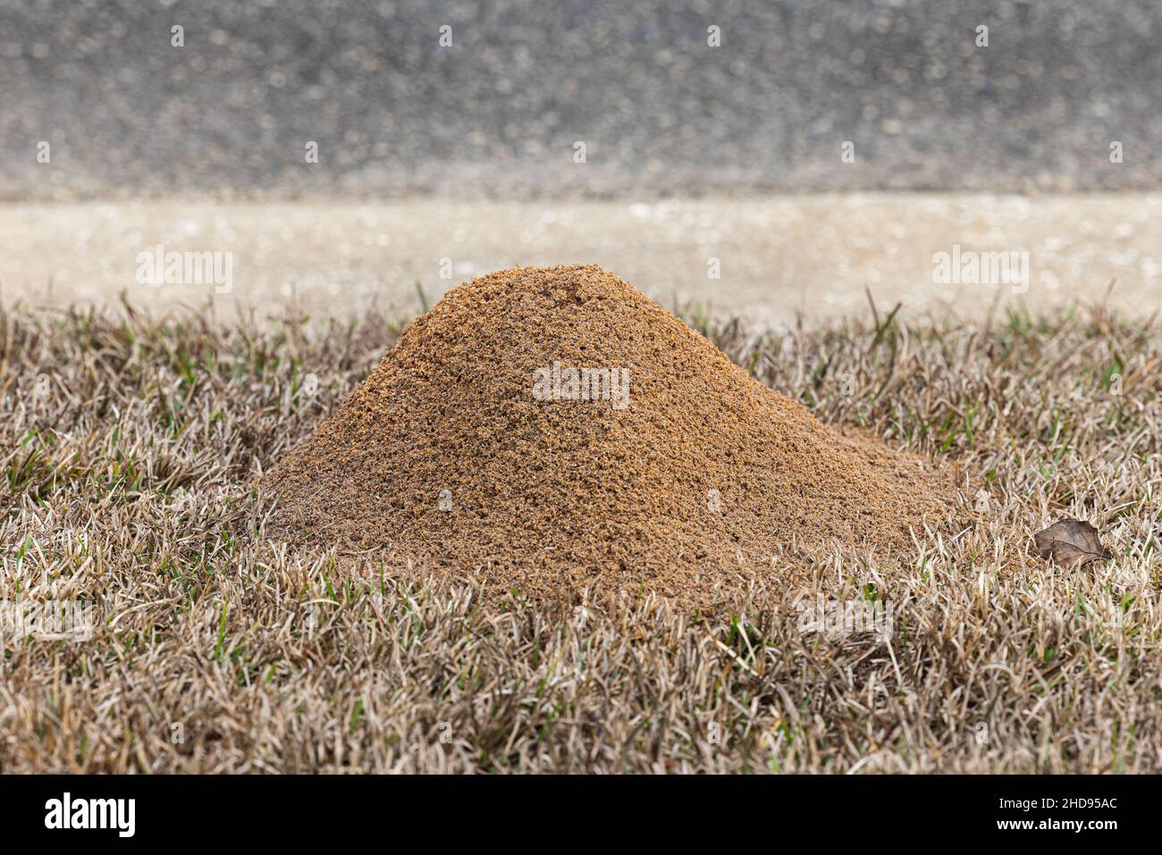 Large red ant pile in the grass in the yard in the winter Stock Photo ...