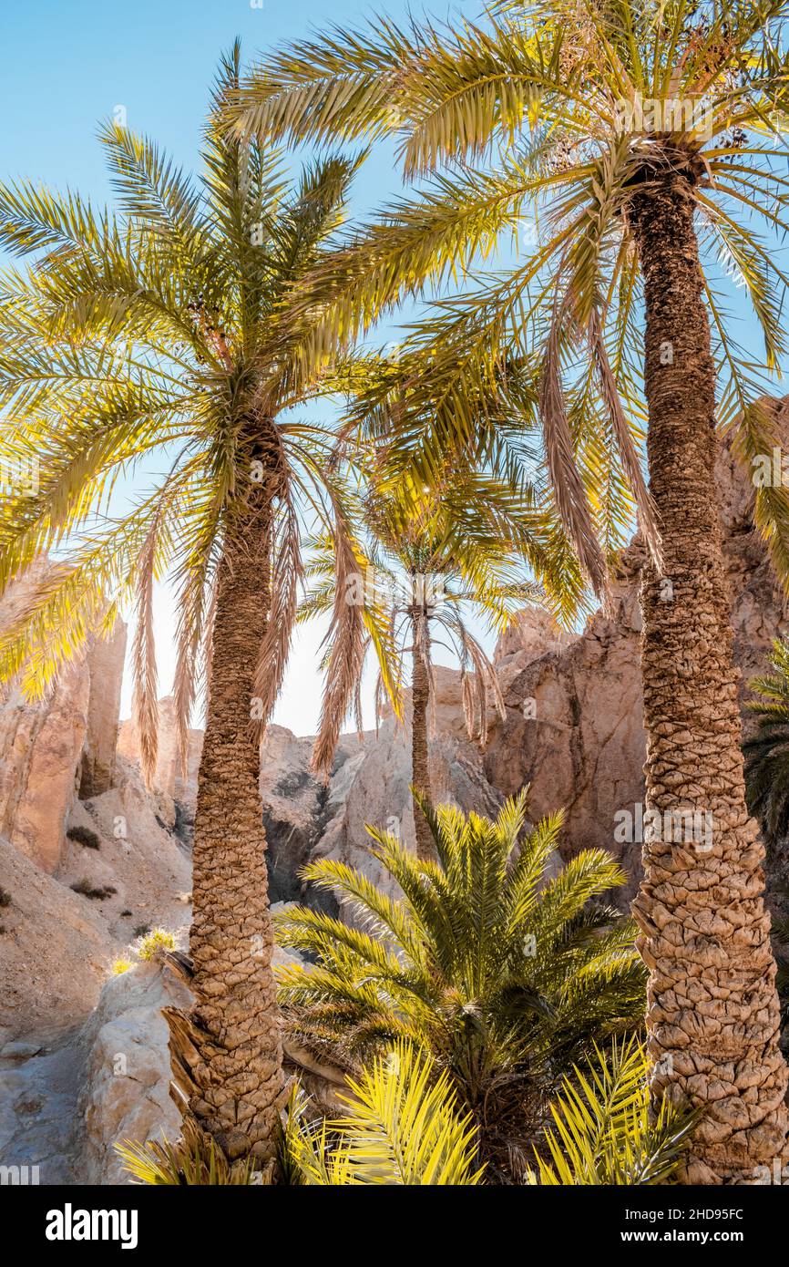 Vertical shot of an oasis with palm trees in mountainous landscape ...