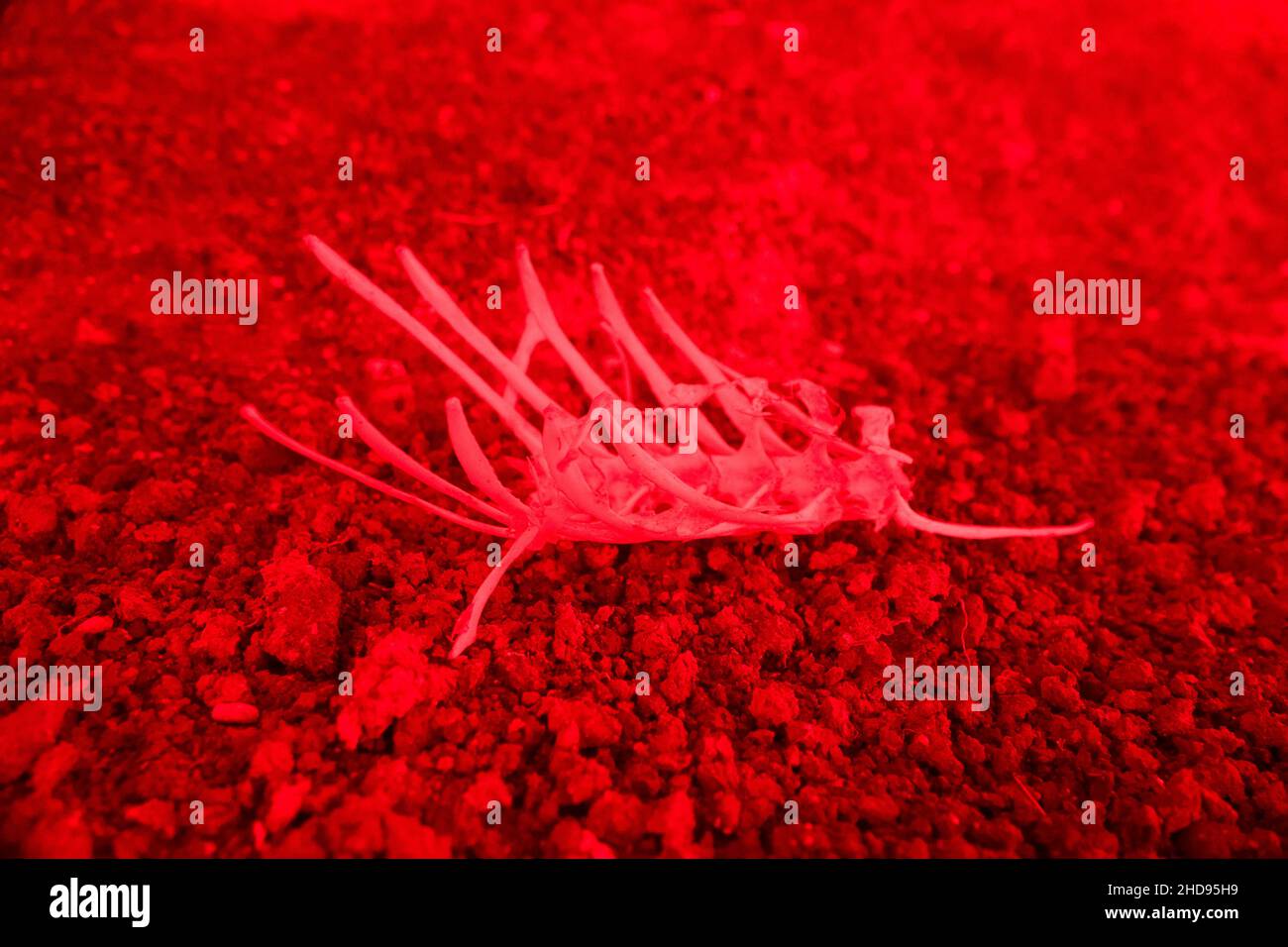 Skeleton of a dead creature. Surrealistic art infrared photo Stock ...