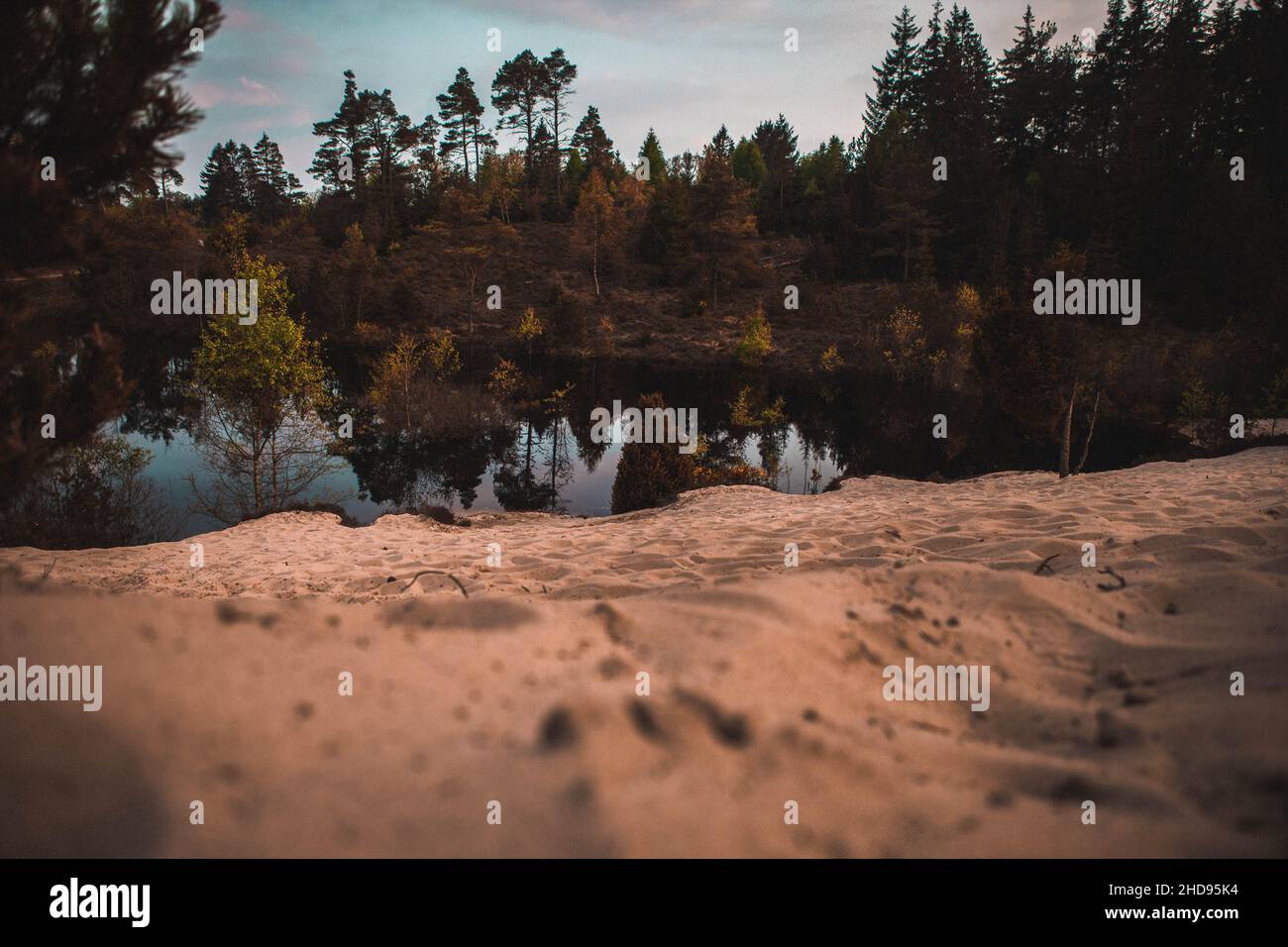 Beautiful view of a sandy shore of a small pond in the forest with pine ...