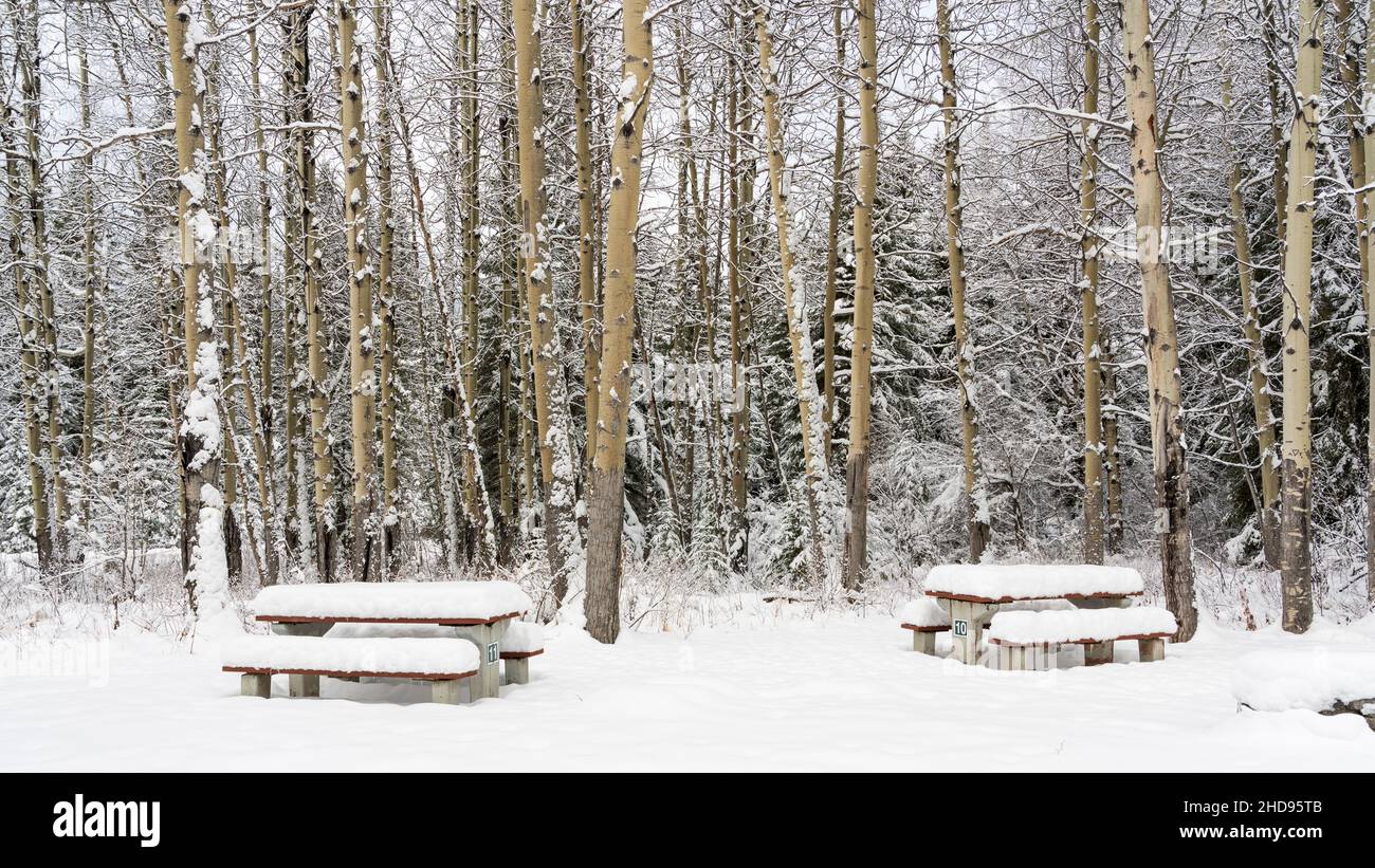 Trees in the forest and picnic tables laden with snow along the Bow ...