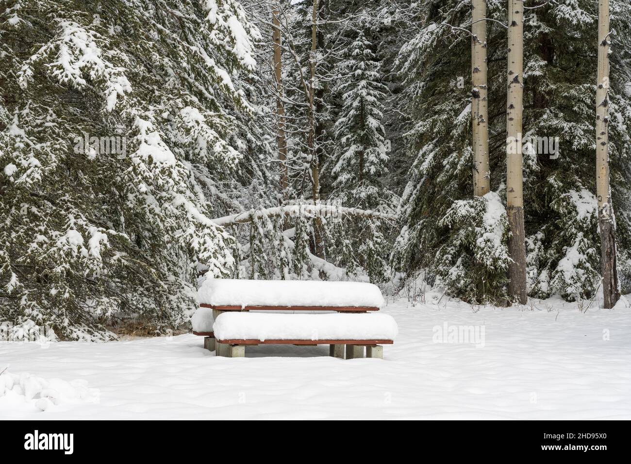 Trees in the forest and picnic tables laden with snow along the Bow ...