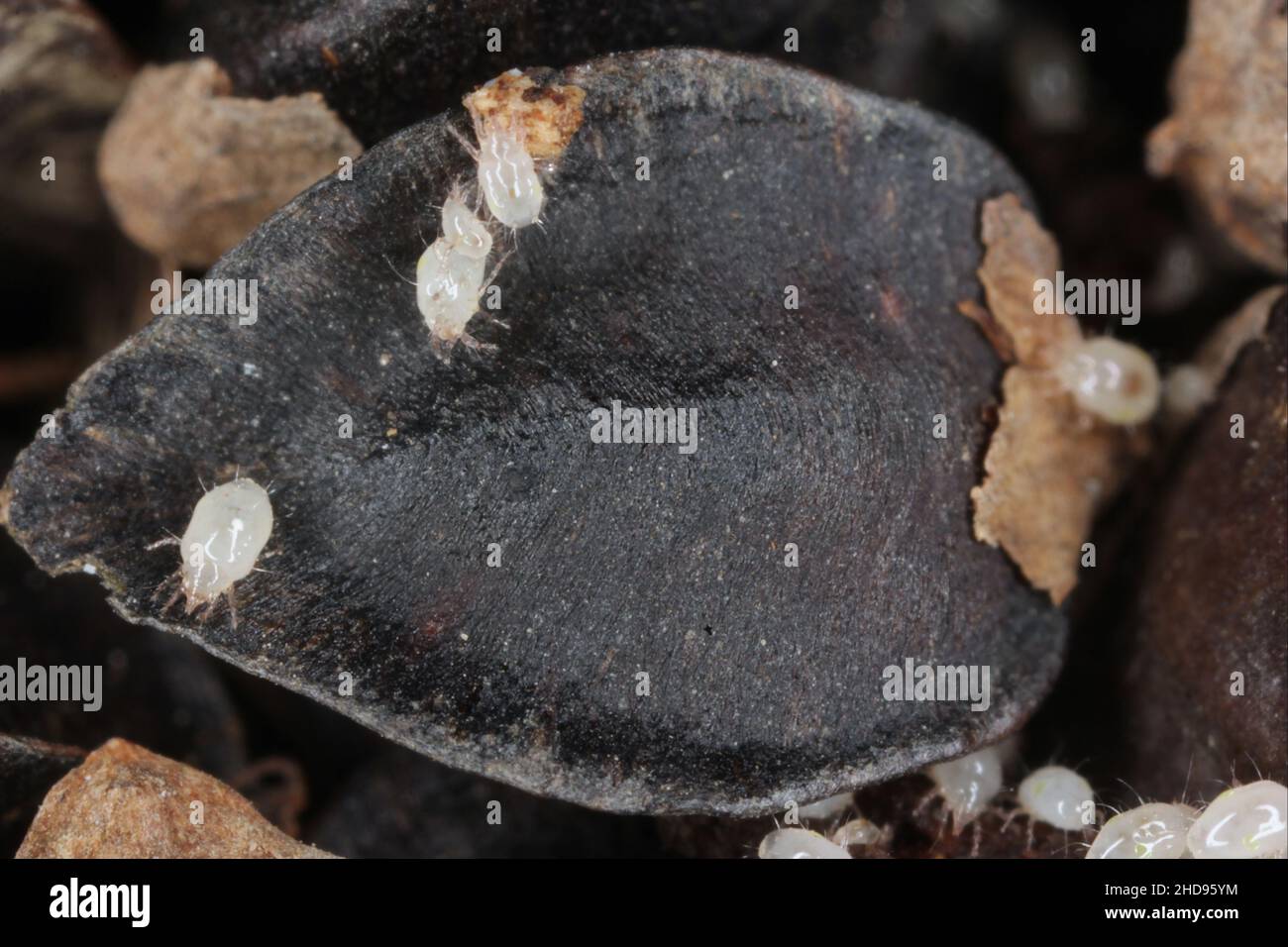 Mites of Acaridae on buckwheat seeds. High magnification Stock Photo ...