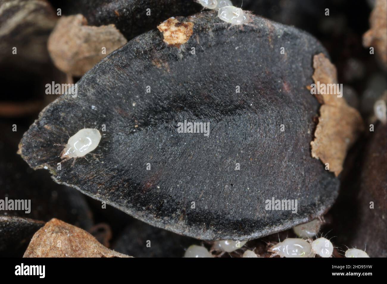 Mites of Acaridae on buckwheat seeds. High magnification Stock Photo ...