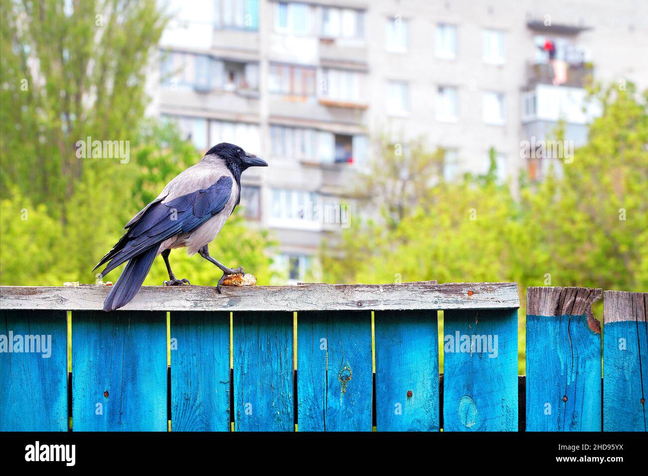 Hooded crow sits on a blue fence on a spring day against the backdrop ...