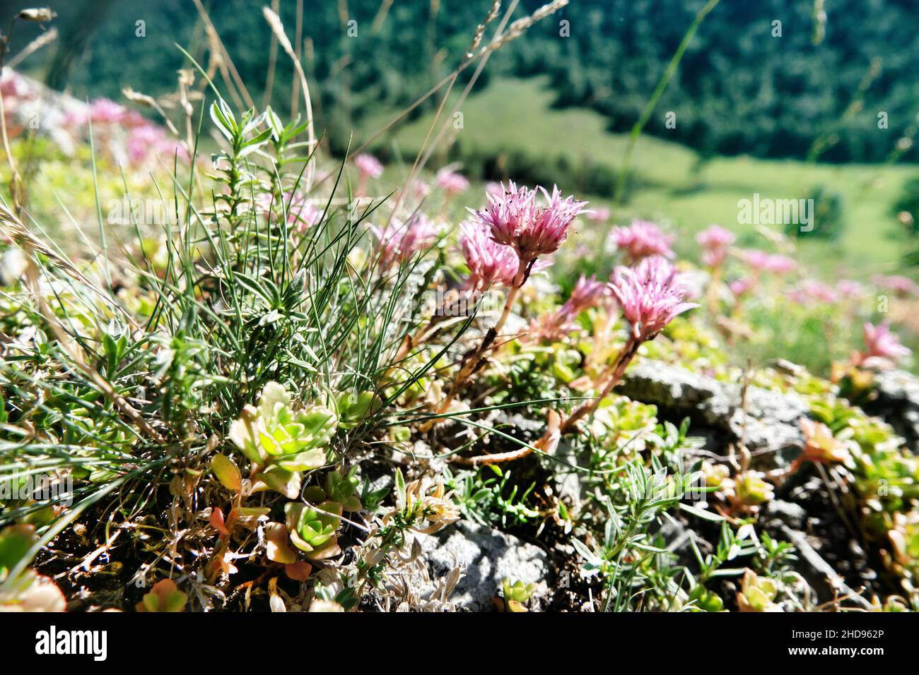Caucasian stonecrop, Two-row stonecrop (Sedum spurium) on the alpine ...