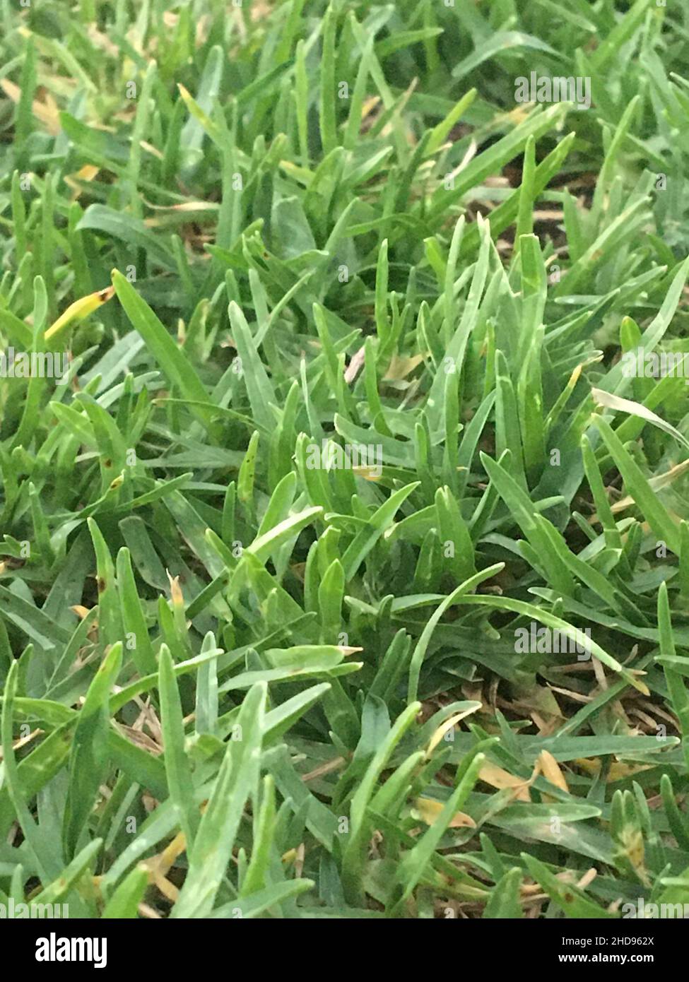 Macrophotography. Green grass texture of sports field Stock Photo - Alamy