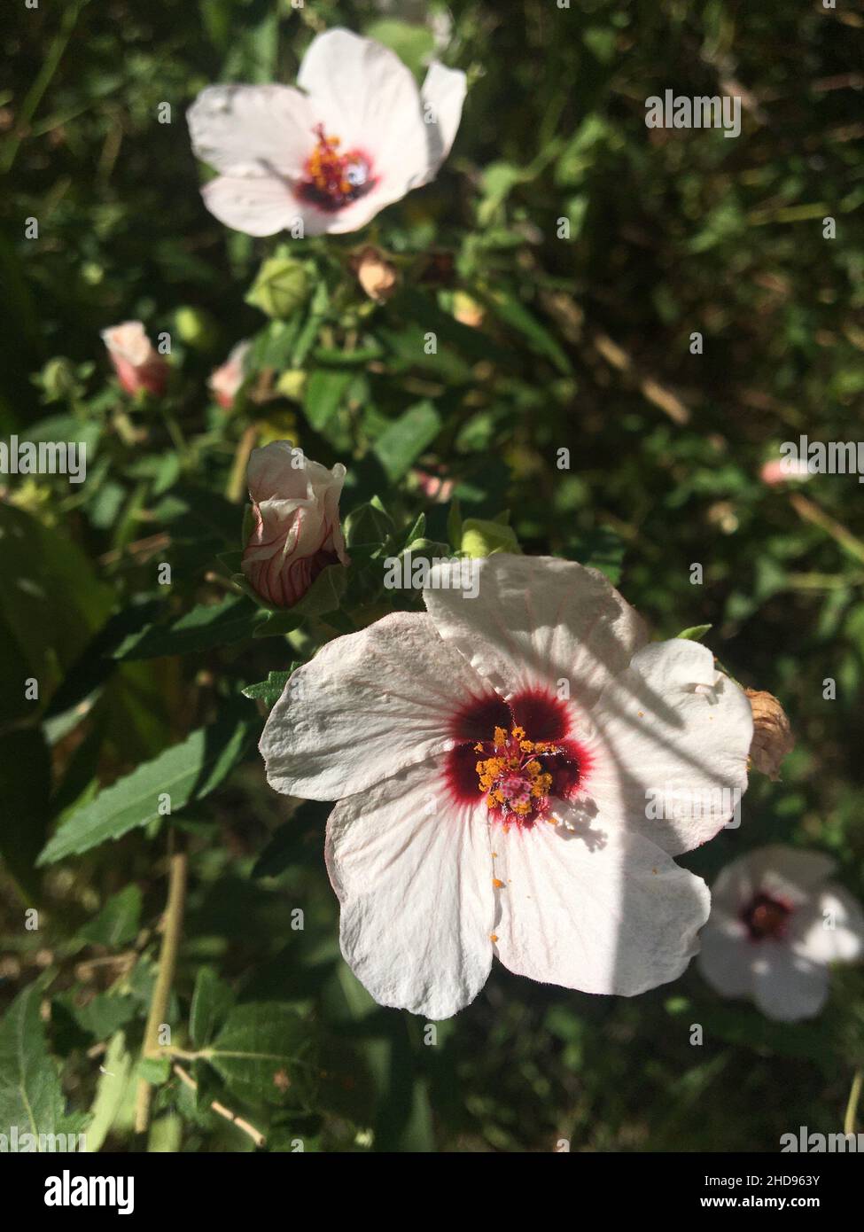 Pavonia flower hi-res stock photography and images - Alamy