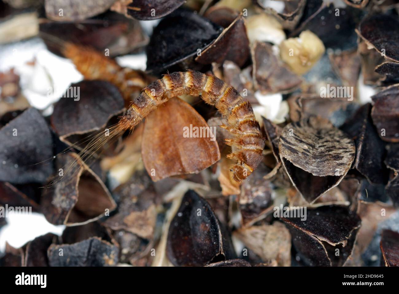 Larva of Attagenus pellio the fur beetle or carpet beetle from the ...