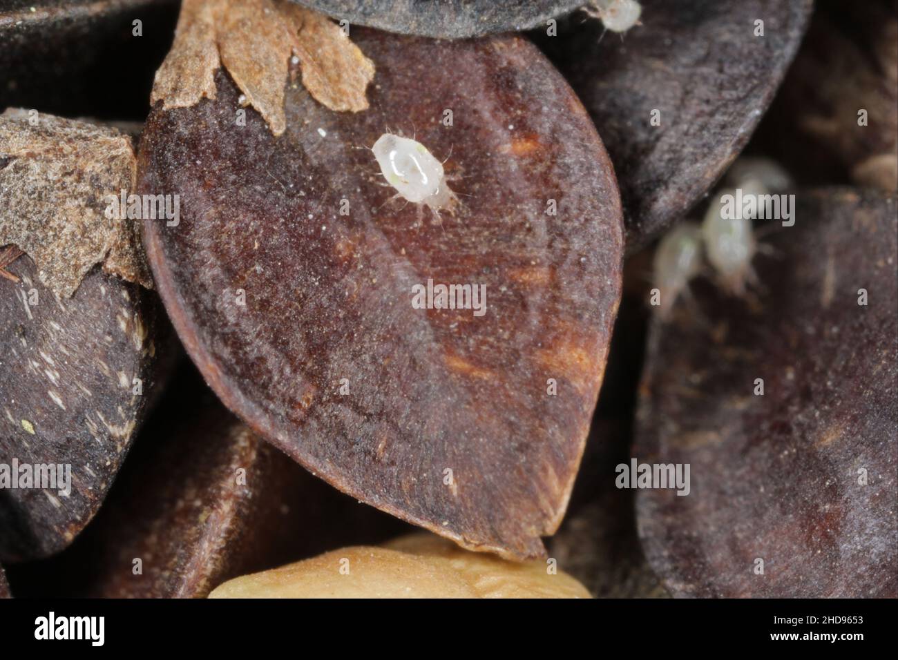 Cereal mites hi-res stock photography and images - Alamy