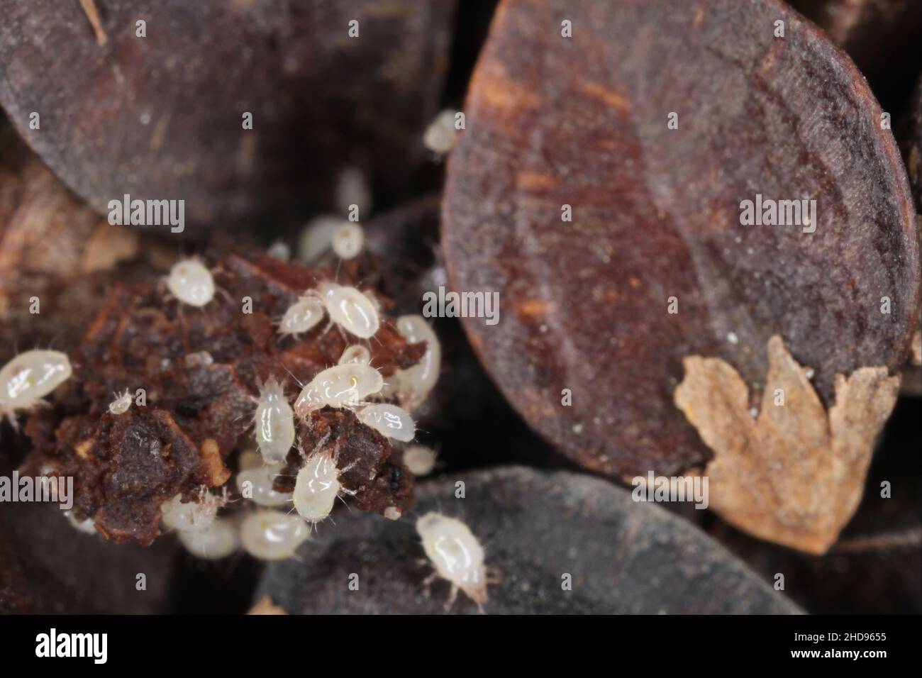 Mites of Acaridae on buckwheat seeds. High magnification Stock Photo ...