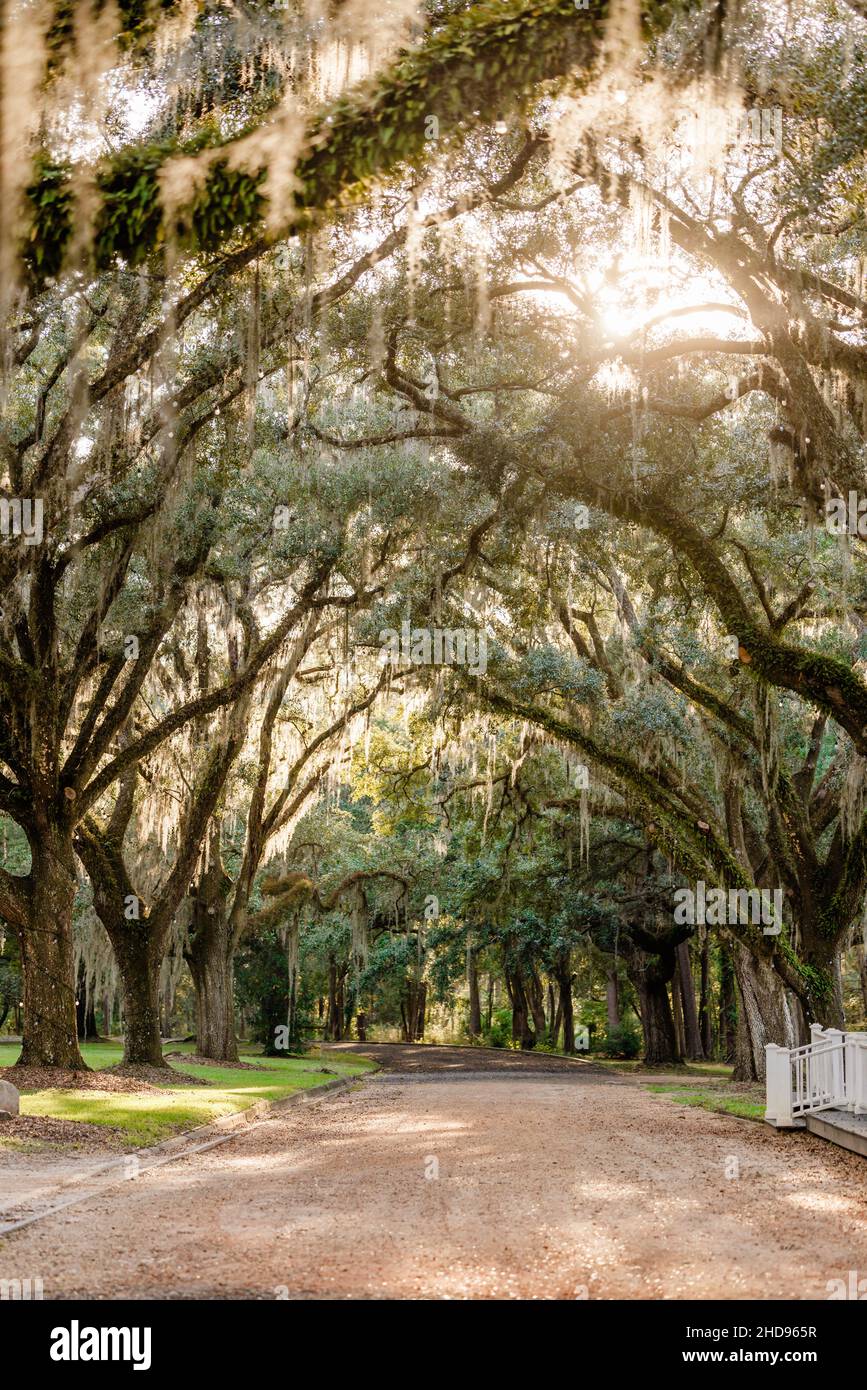 A southern Georgia outdoor dirt road with the sun streaming through old ...