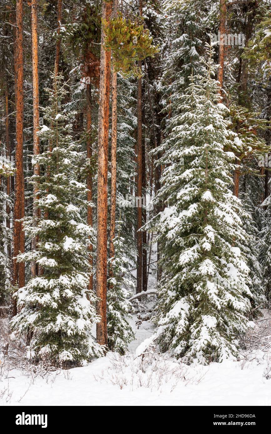 Trees in the forest laden with snow along the Bow Valley Parkway, Banff ...