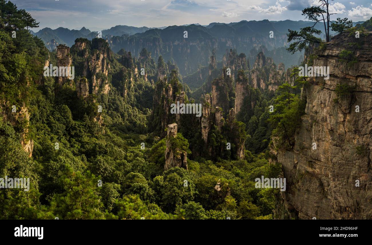 Sandstone pillars in Wulingyuan Scenic and Historic Interest Area in ...