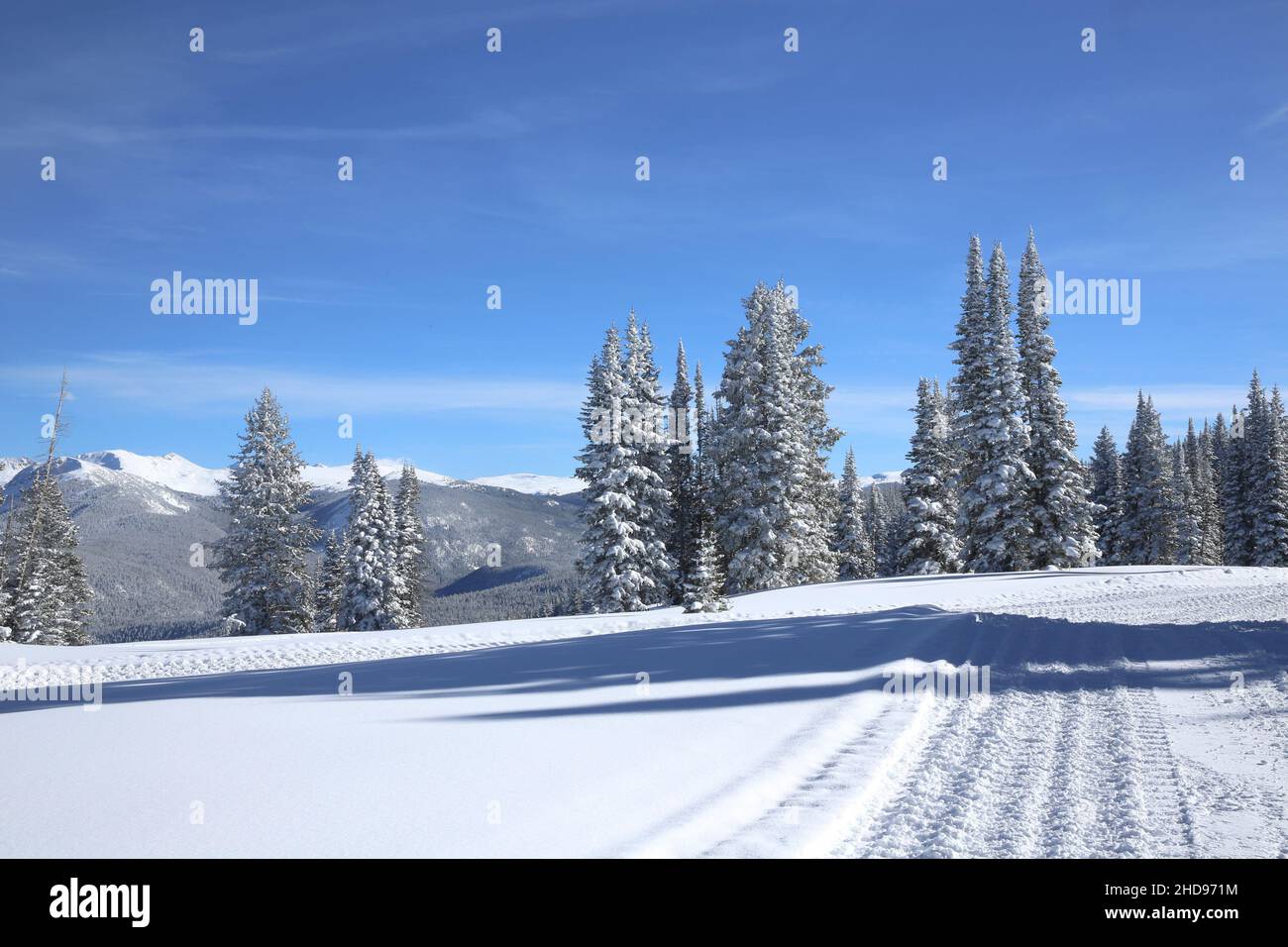 Chilling view of snow-covered trees and fields in Aspen Colorado Ski ...