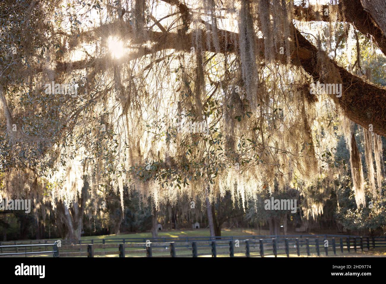A southern Georgia outdoor fence with the sun streaming through the old ...