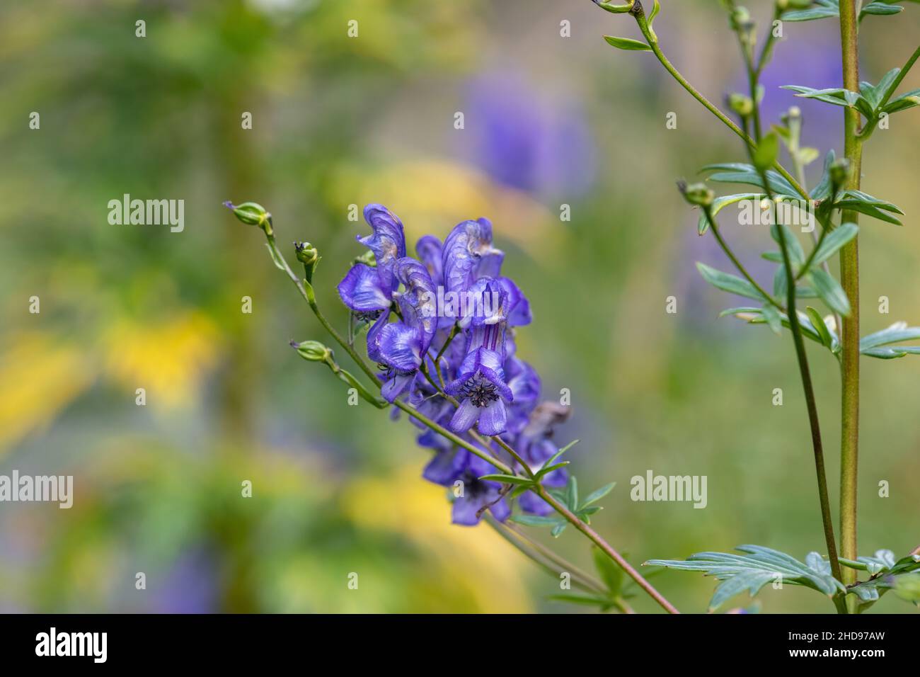 Monks hood flower hi-res stock photography and images - Alamy