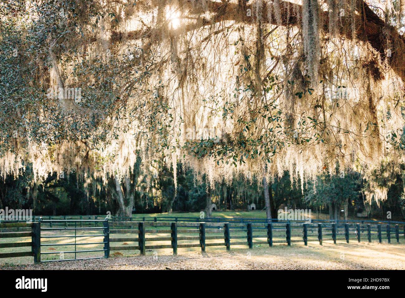 A southern Georgia outdoor fence with the sun streaming through the old ...