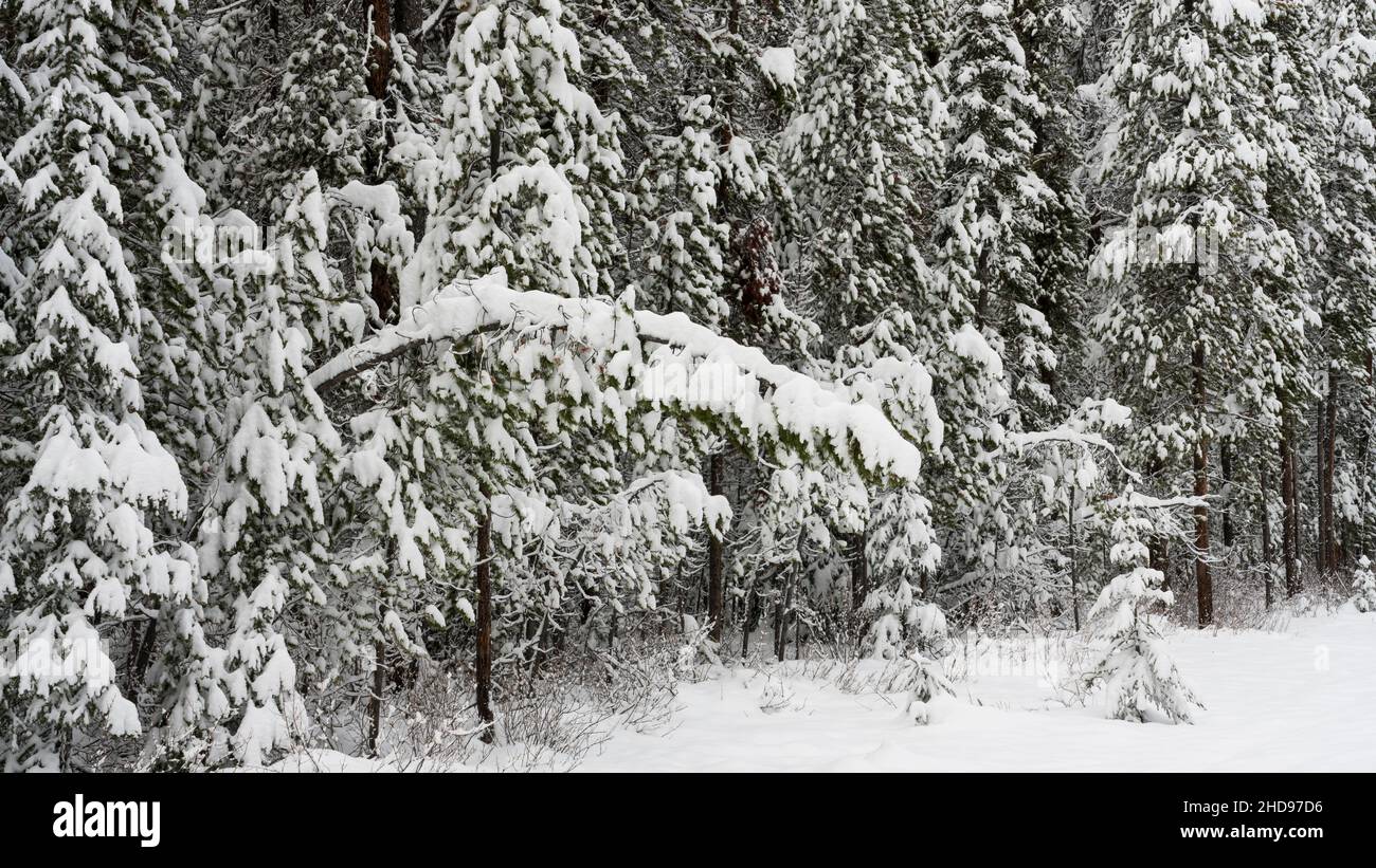 Trees in the forest along the Icefields Parkway in winter, Banff ...
