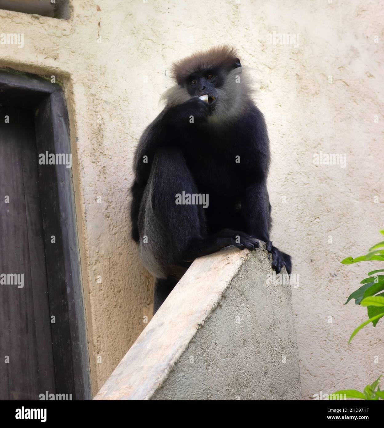 Purple-faced langur is south subspecies (Semnopithecus vetulus vetulus ...