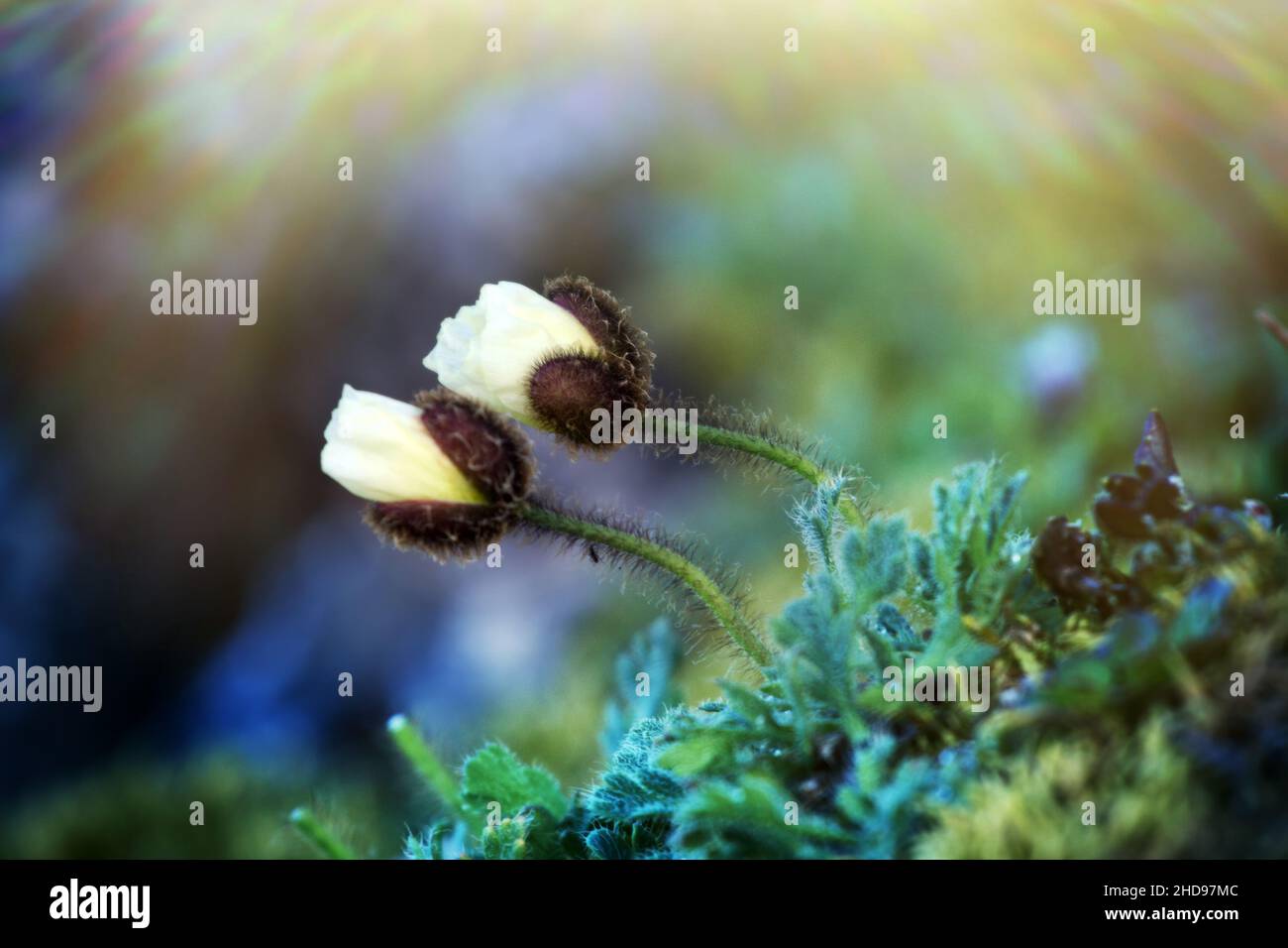 World's northernmost flower. Arctic poppy (Papaver radicatum). Only ...