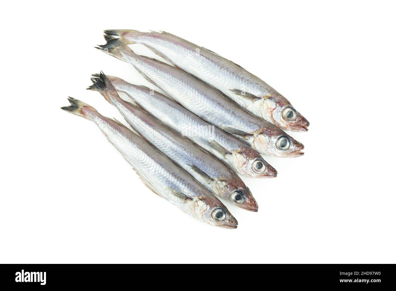 Fresh blue whiting. Group of blue whiting on a white background. Copy ...