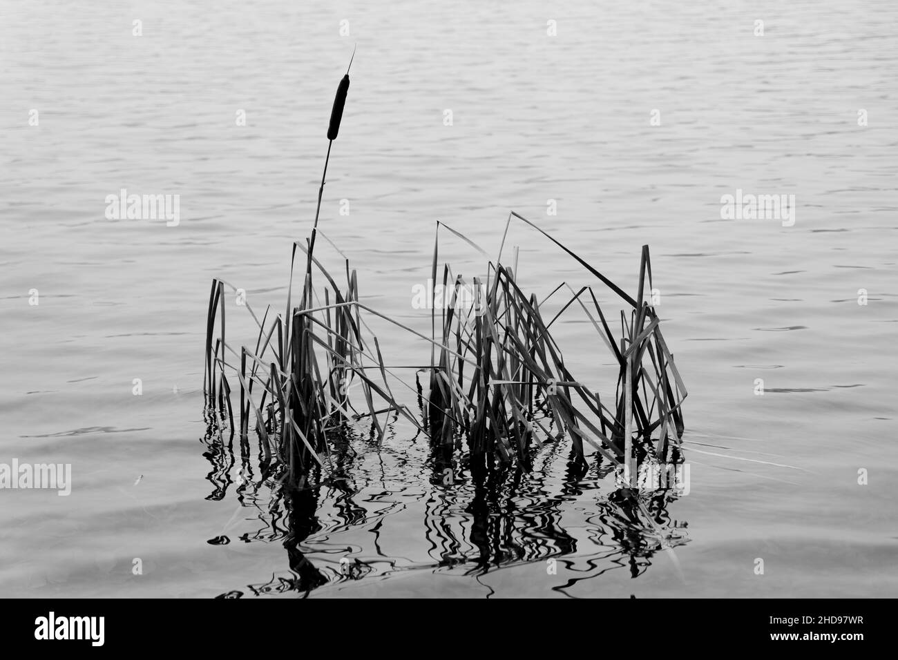 Dead reed hi-res stock photography and images - Alamy