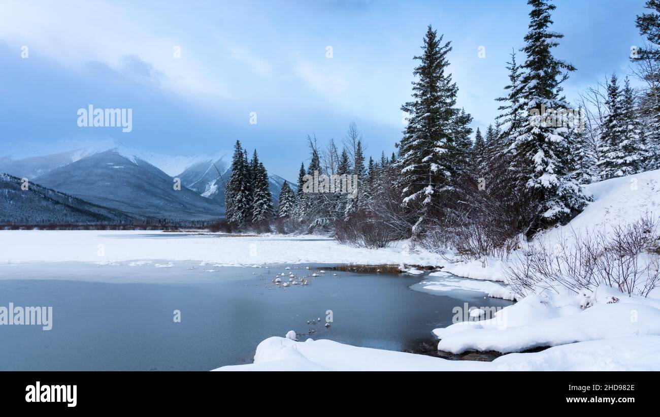 Heavy snowfall on the trees along the Vermilion Lakes, Banff National ...