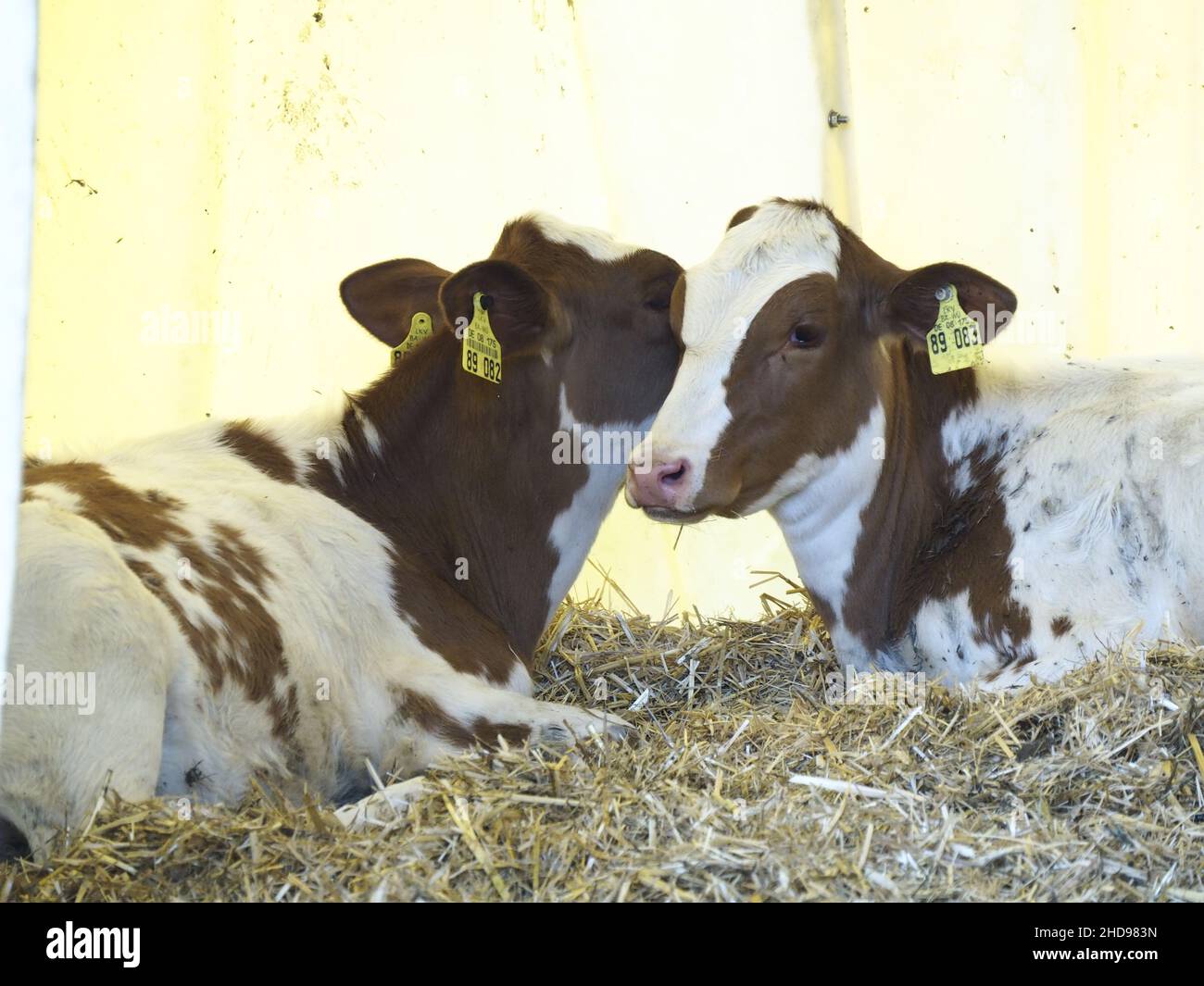 Calves animals hi-res stock photography and images - Alamy
