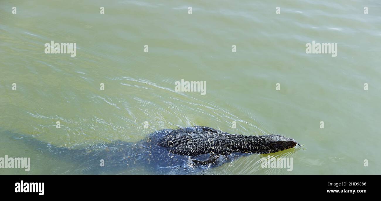 Monitor or Water Lizard floating in the lake. Large lizards in Sri ...