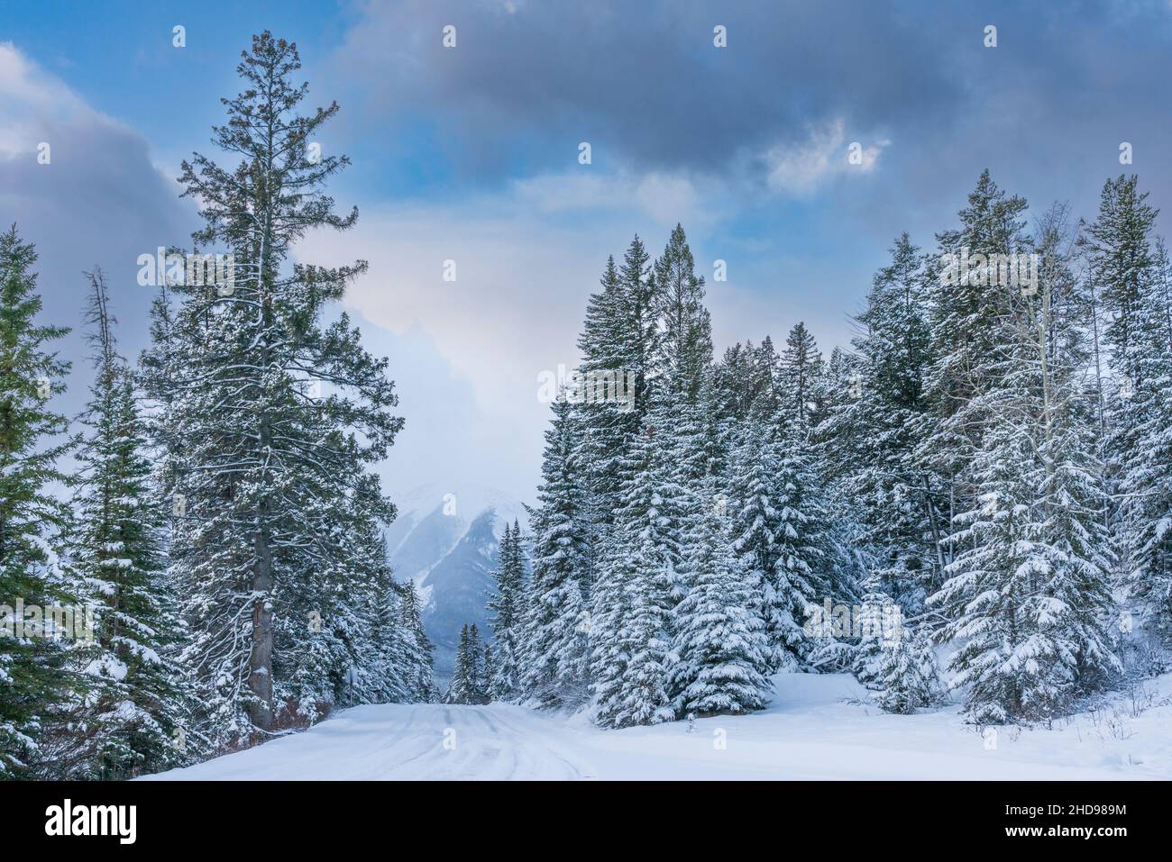 Heavy snowfall on the trees along the Vermilion Lakes, Banff National ...
